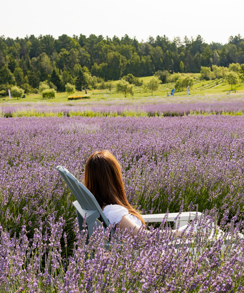 Visit our lavender fields in Magog, Quebec | Lavender farm